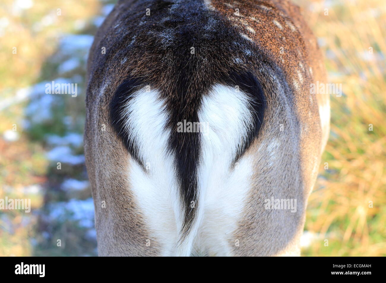 A Closeup photo of a deer bum Stock Photo - Alamy