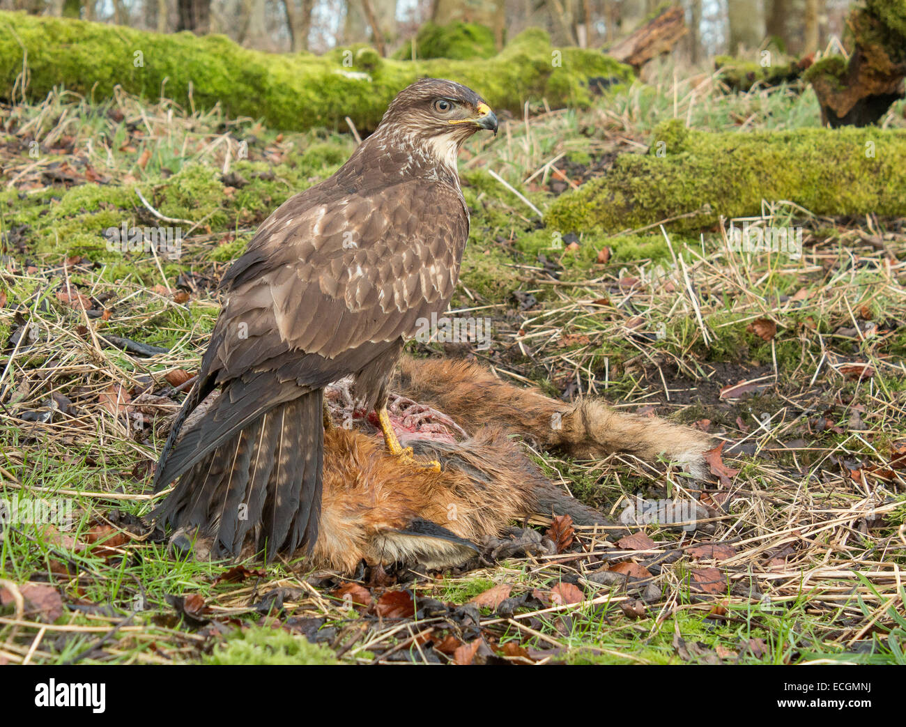 Buzzard on road kill Stock Photo - Alamy