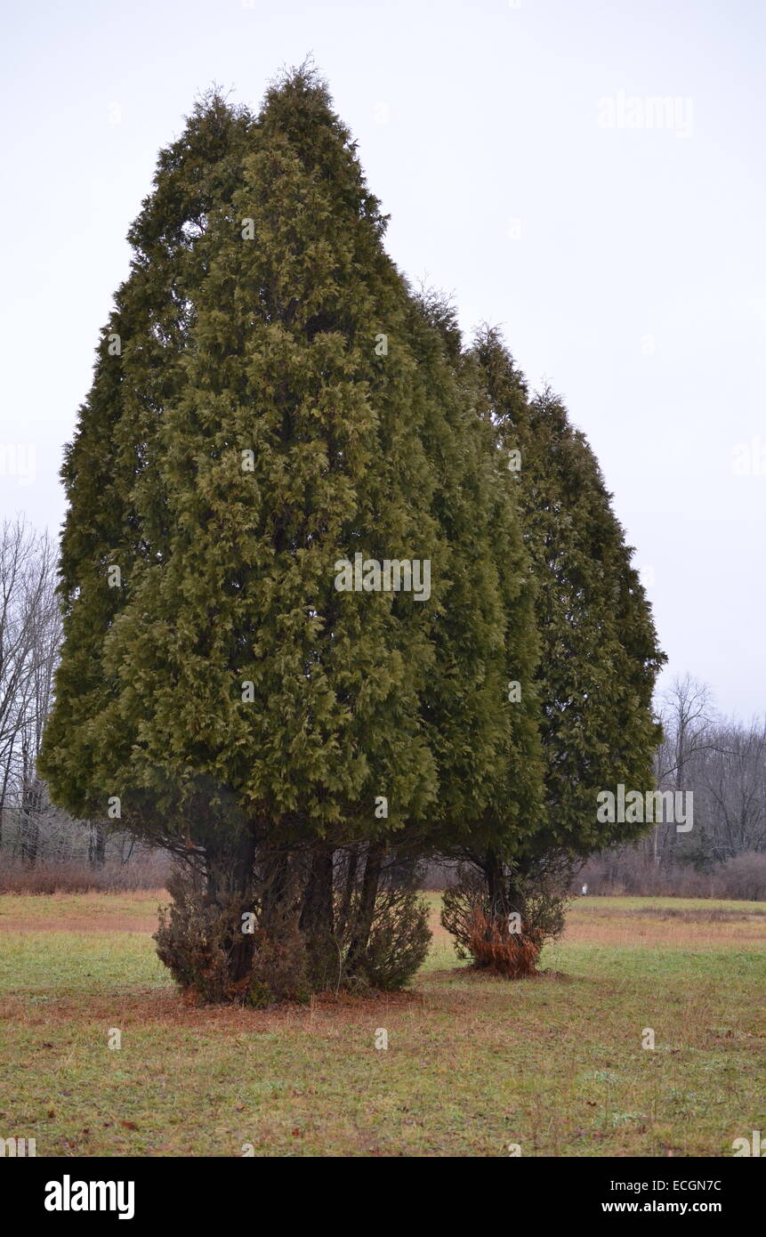 Row of cedar trees hi-res stock photography and images - Alamy