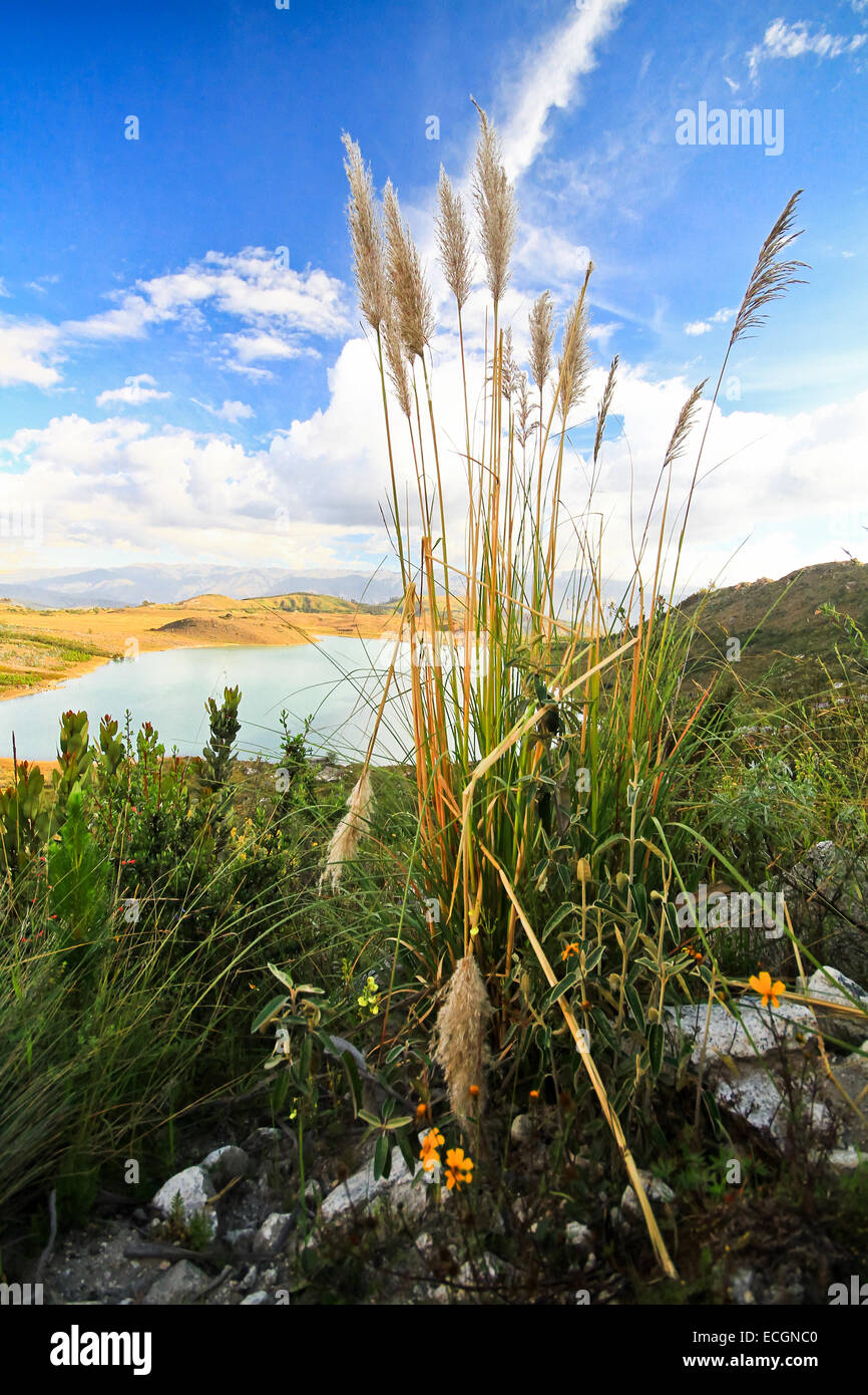 Tall Grass in the Andes, Peru Stock Photo - Alamy