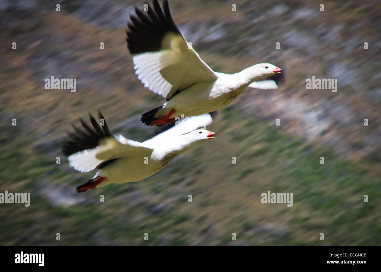 Andean Geese in Flight, Cordillera Huayhuash, Peru Stock Photo - Alamy