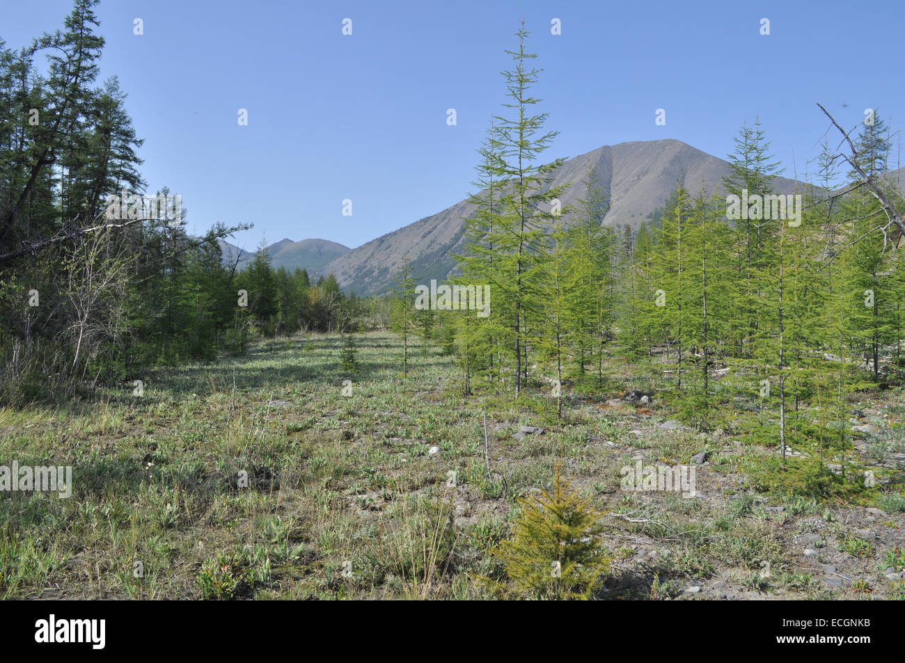 The broad valley between the mountains. Russia, Yakutia, Oymyakon ...