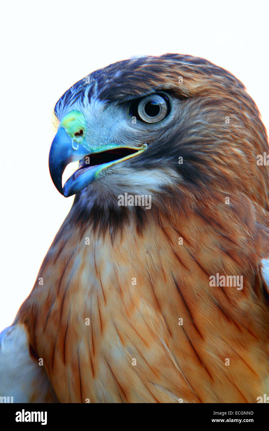 The Harris's Hawk, Harris Hawk, Dusky Hawk, Bay-winged Hawk, Parabuteo ...