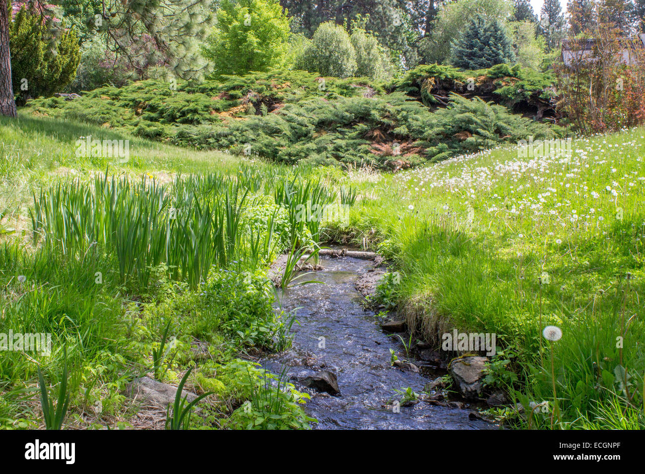 Stream in a meadow Stock Photo - Alamy