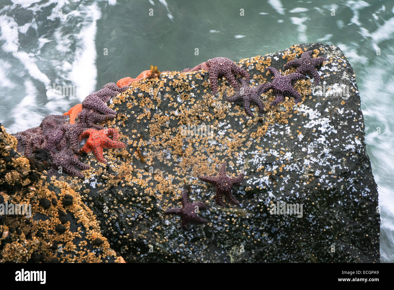 Starfish on a rock hi-res stock photography and images - Alamy