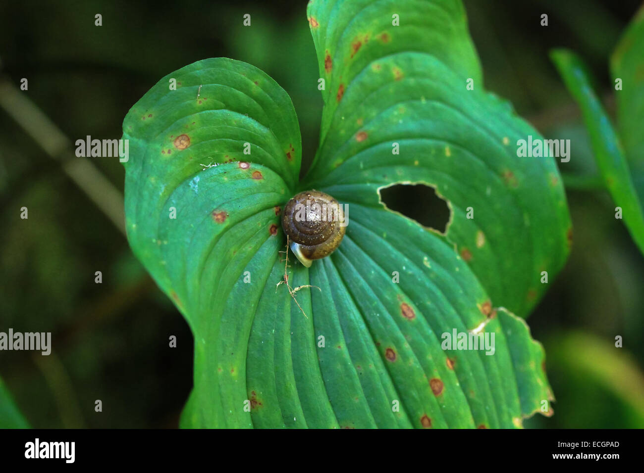 Curled snail hi-res stock photography and images - Alamy