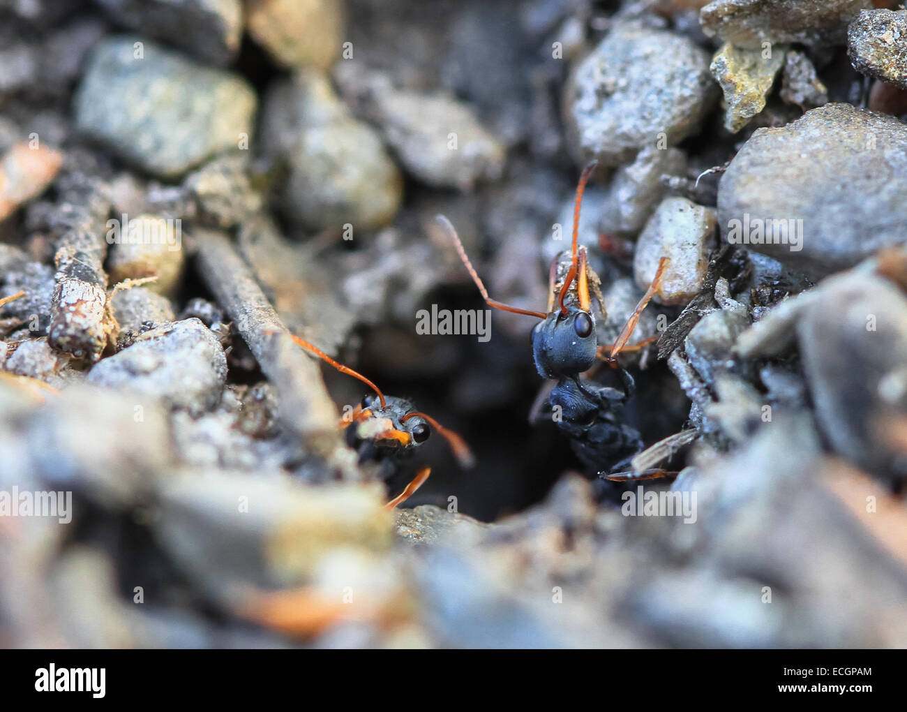 Bull ants hi-res stock photography and images - Alamy