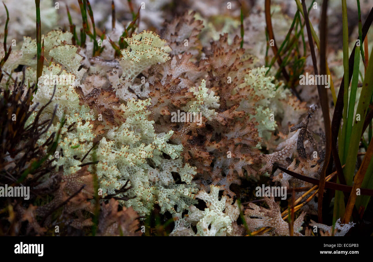 Coral lichen hi-res stock photography and images - Alamy