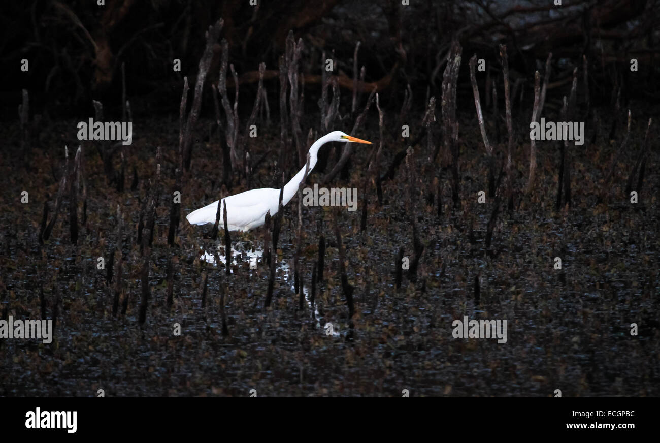 Egret bird black and white hi-res stock photography and images - Alamy