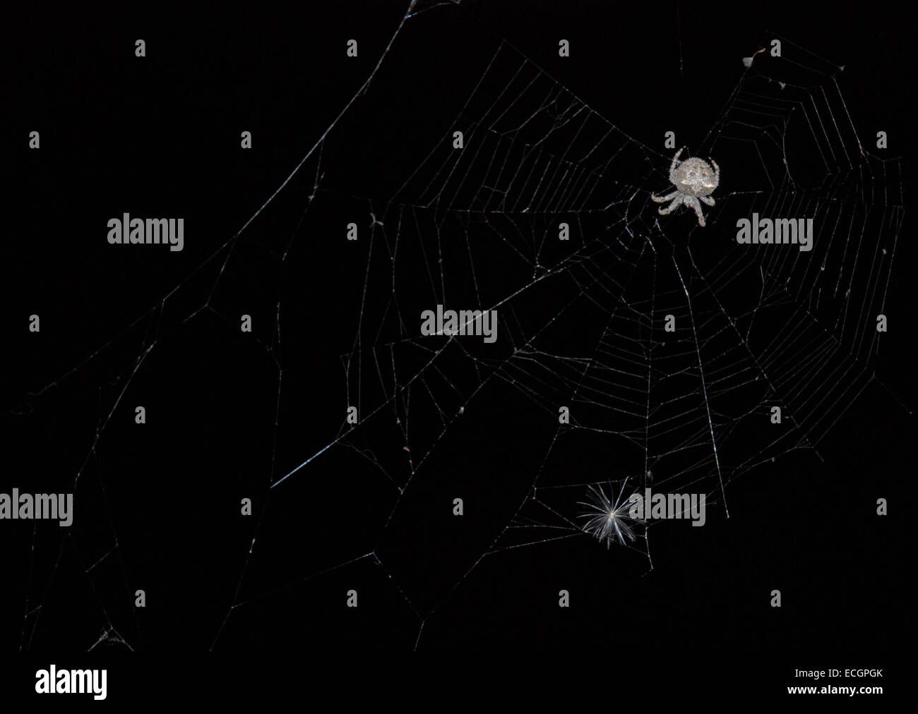 Night nature hi-res stock photography and images - Alamy