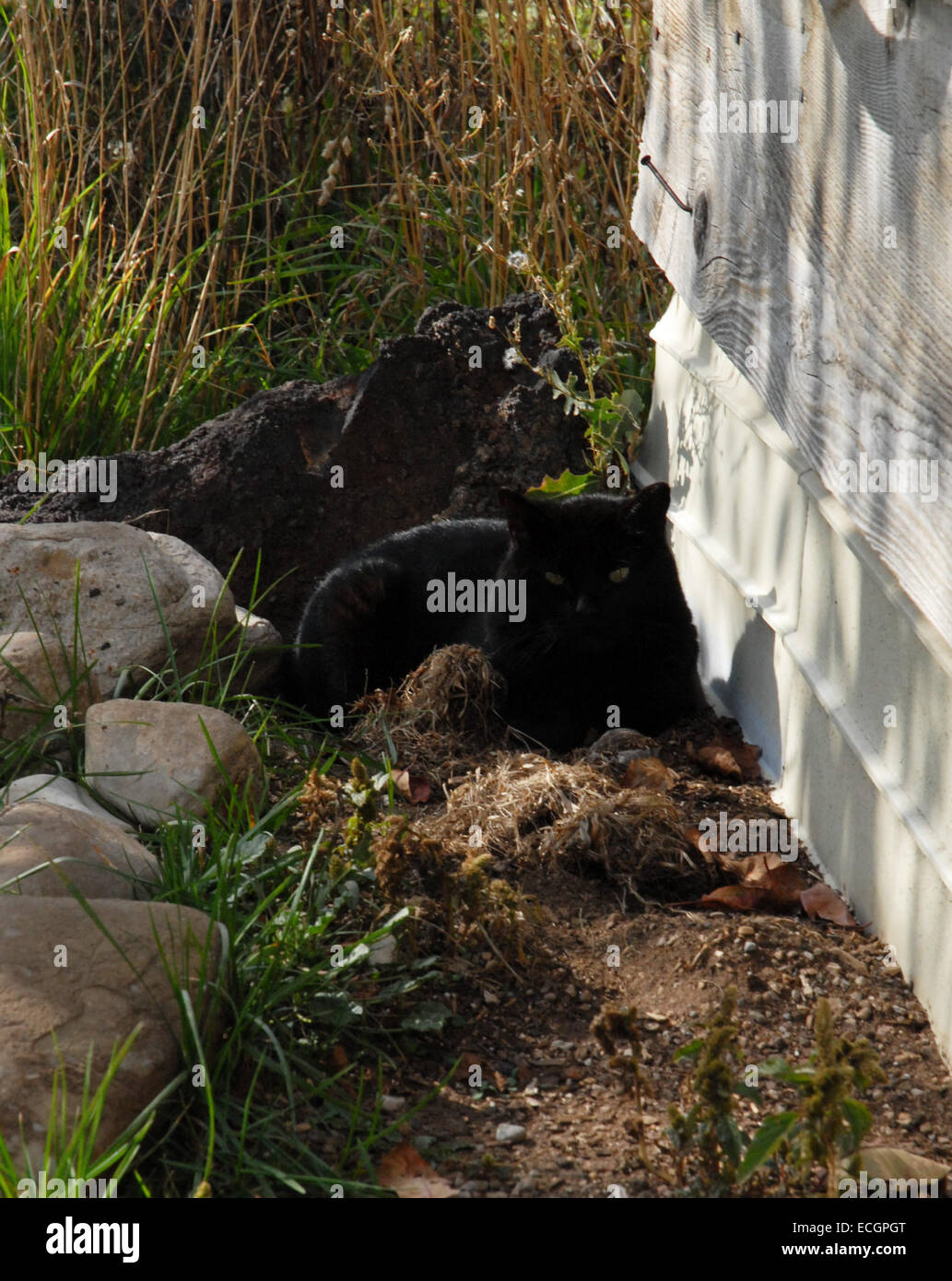 Black cat with green eyes lying in dirt surrounded by white and black ...