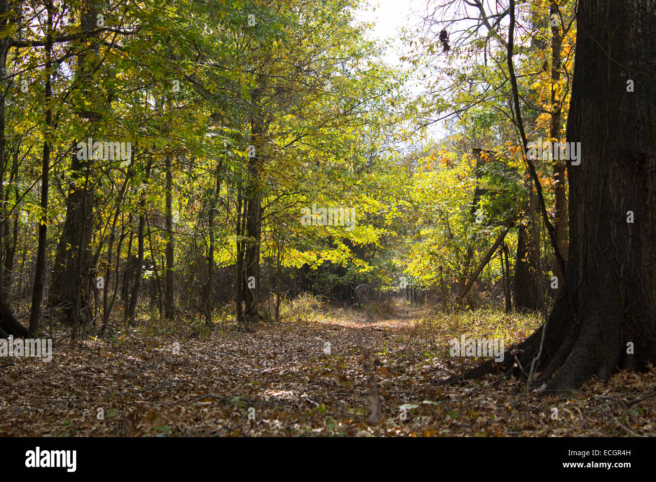 Wooded pathway hi-res stock photography and images - Alamy
