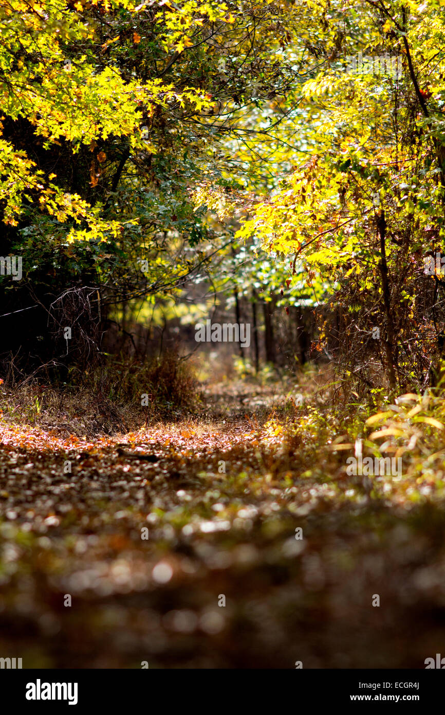 Wooded pathway hi-res stock photography and images - Alamy
