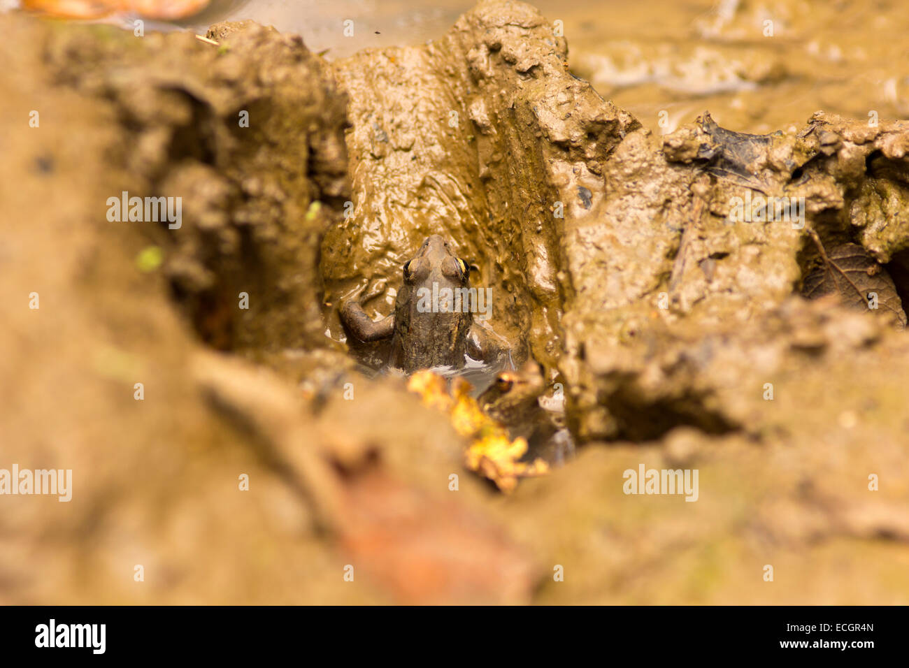Mud puddle frog hi-res stock photography and images - Alamy