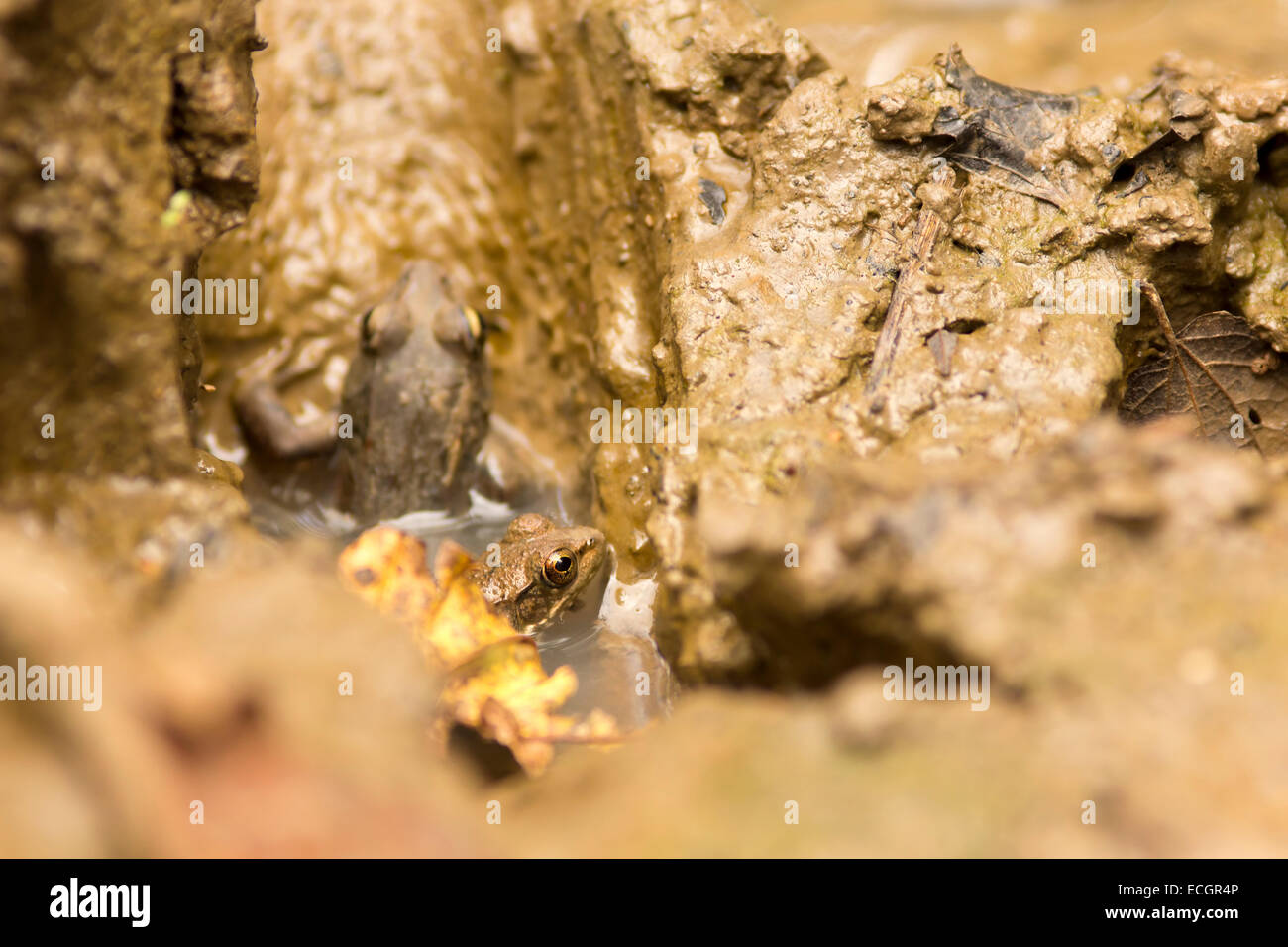 Two flogs in a mud hole Stock Photo - Alamy