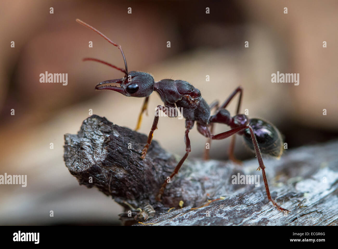 Bull Ant on Bruny Island, Tasmania, Australia Stock Photo - Alamy