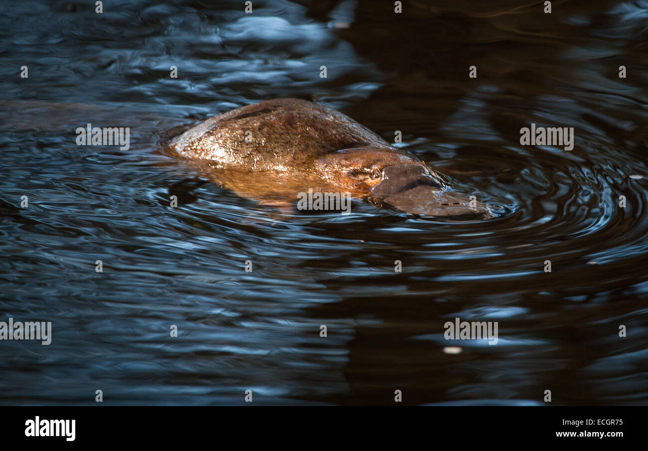 Duck billed platypus hi-res stock photography and images - Alamy