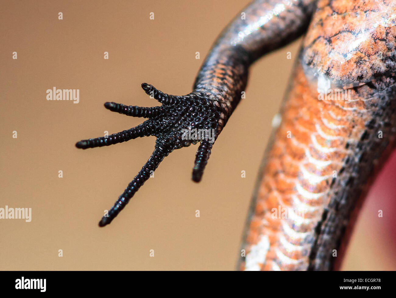 Texture and Colors of a Skink's Foot, Tasmania, Australia Stock Photo ...