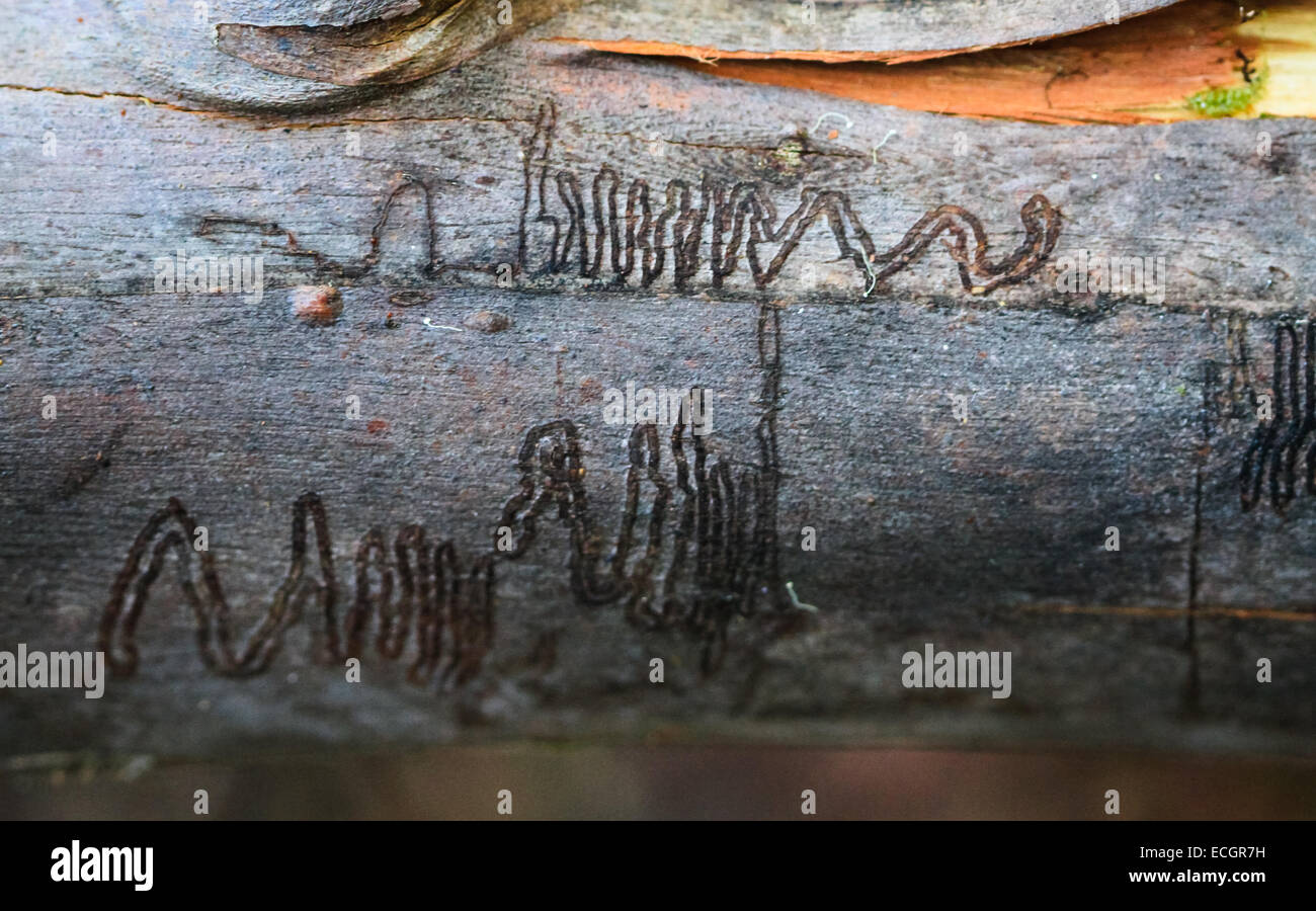 Insect Trails High Resolution Stock Photography and Images - Alamy