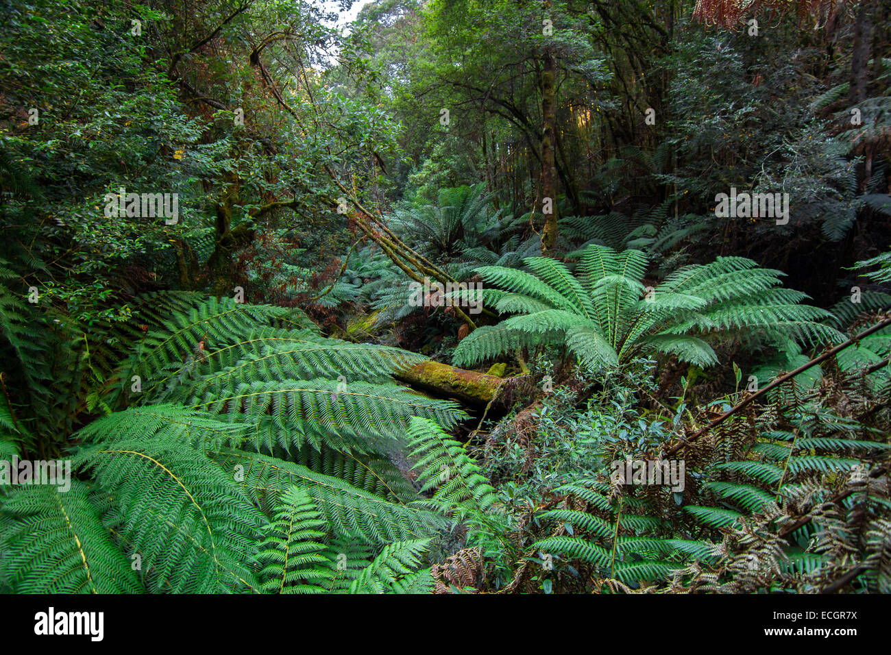 Dense tropical rainforests hi-res stock photography and images - Alamy