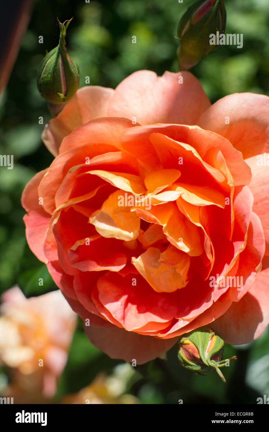 Rose hobart hi-res stock photography and images - Alamy