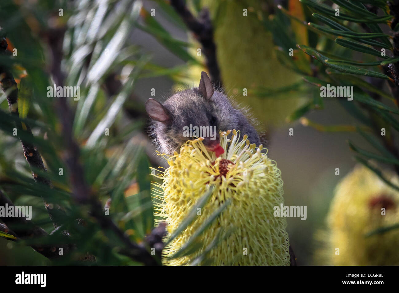 Mouse Licking Pollen on a Banksia cone, Tasmania Stock Photo - Alamy
