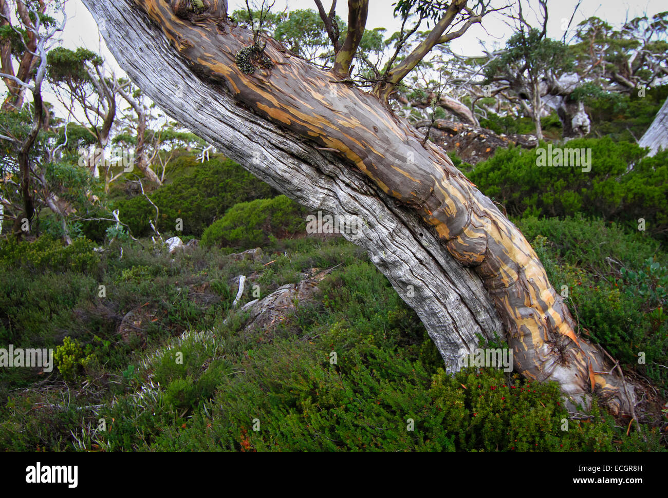 Snow gum tree hi-res stock photography and images - Alamy