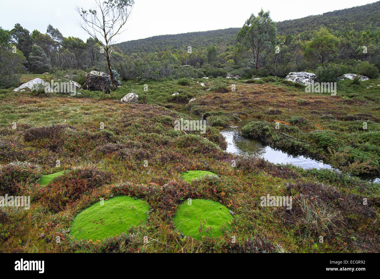 Lichen wetlands hi-res stock photography and images - Alamy