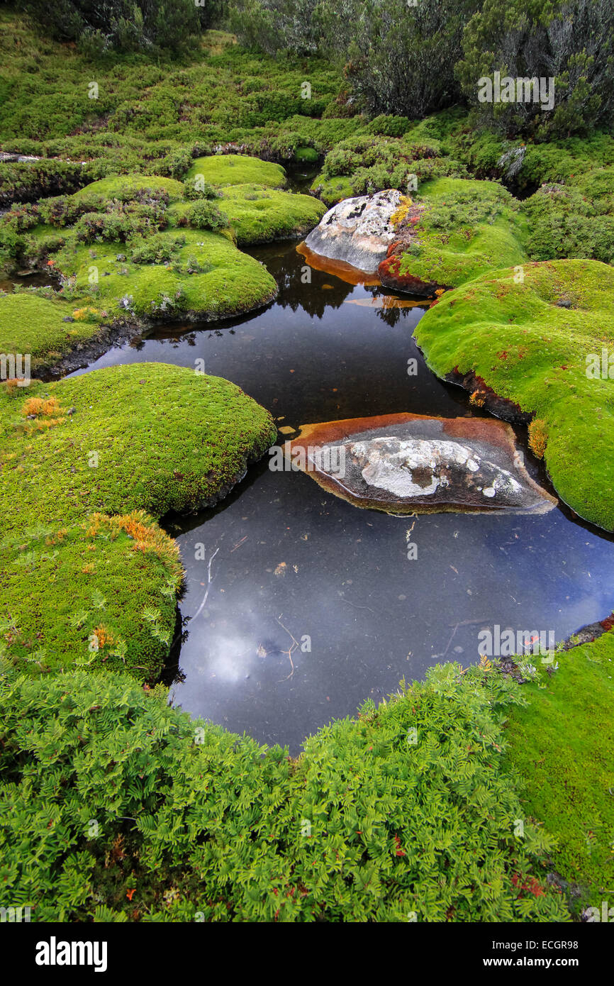 Boggy Marshland Creating An Alien Landscape in Walls of Jerusalem ...