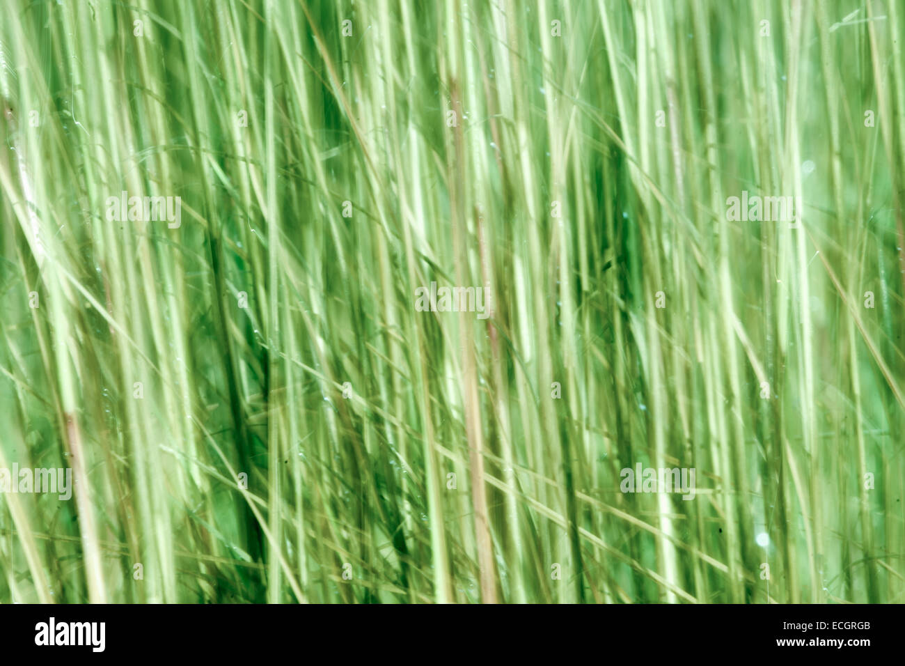 Green grass, abstract closeup Stock Photo - Alamy