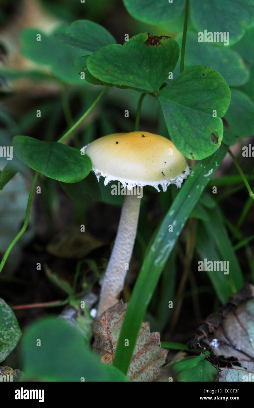 Questionable hi-res stock photography and images - Alamy