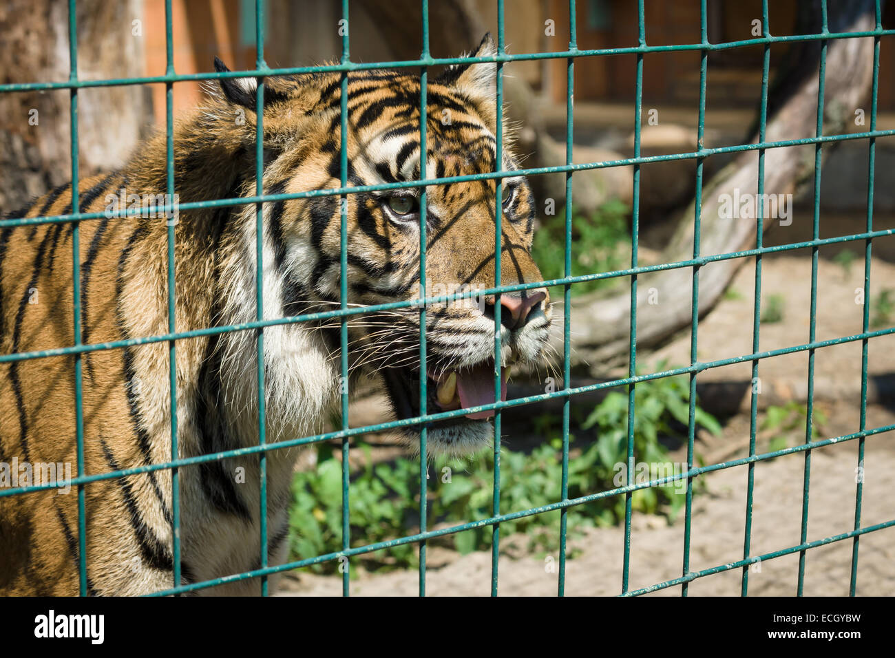 Human Cage Zoo Stock Photos & Human Cage Zoo Stock Images - Alamy