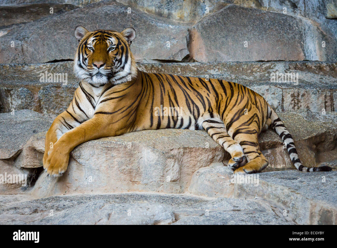 Tiger in a cage Stock Photo - Alamy
