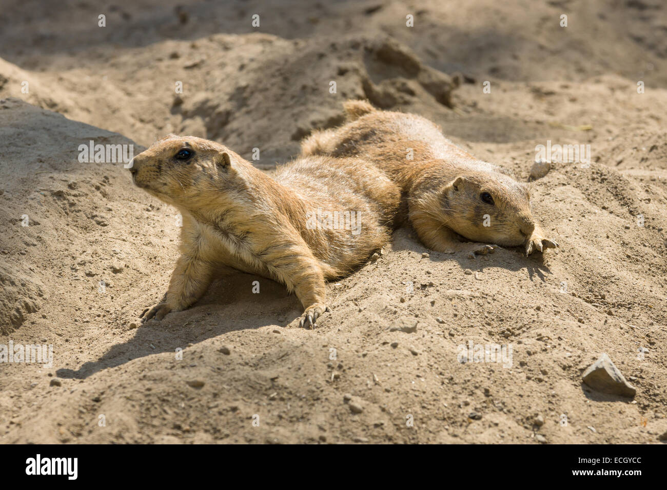 Gopher with cubs Stock Photo - Alamy