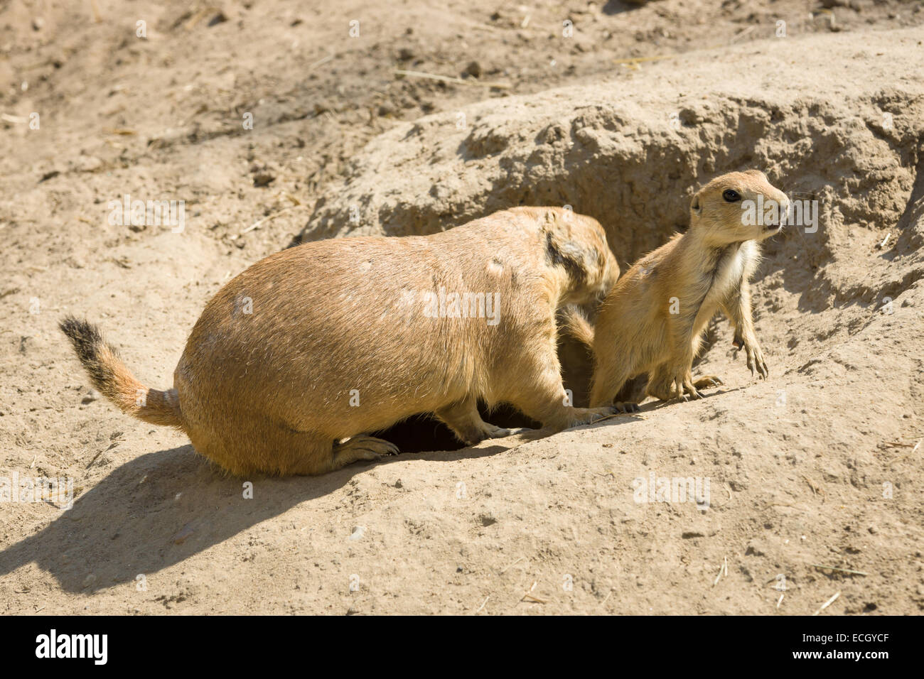 Gopher with cubs Stock Photo - Alamy