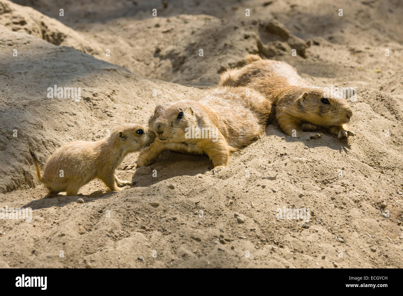 Gopher with cubs Stock Photo - Alamy