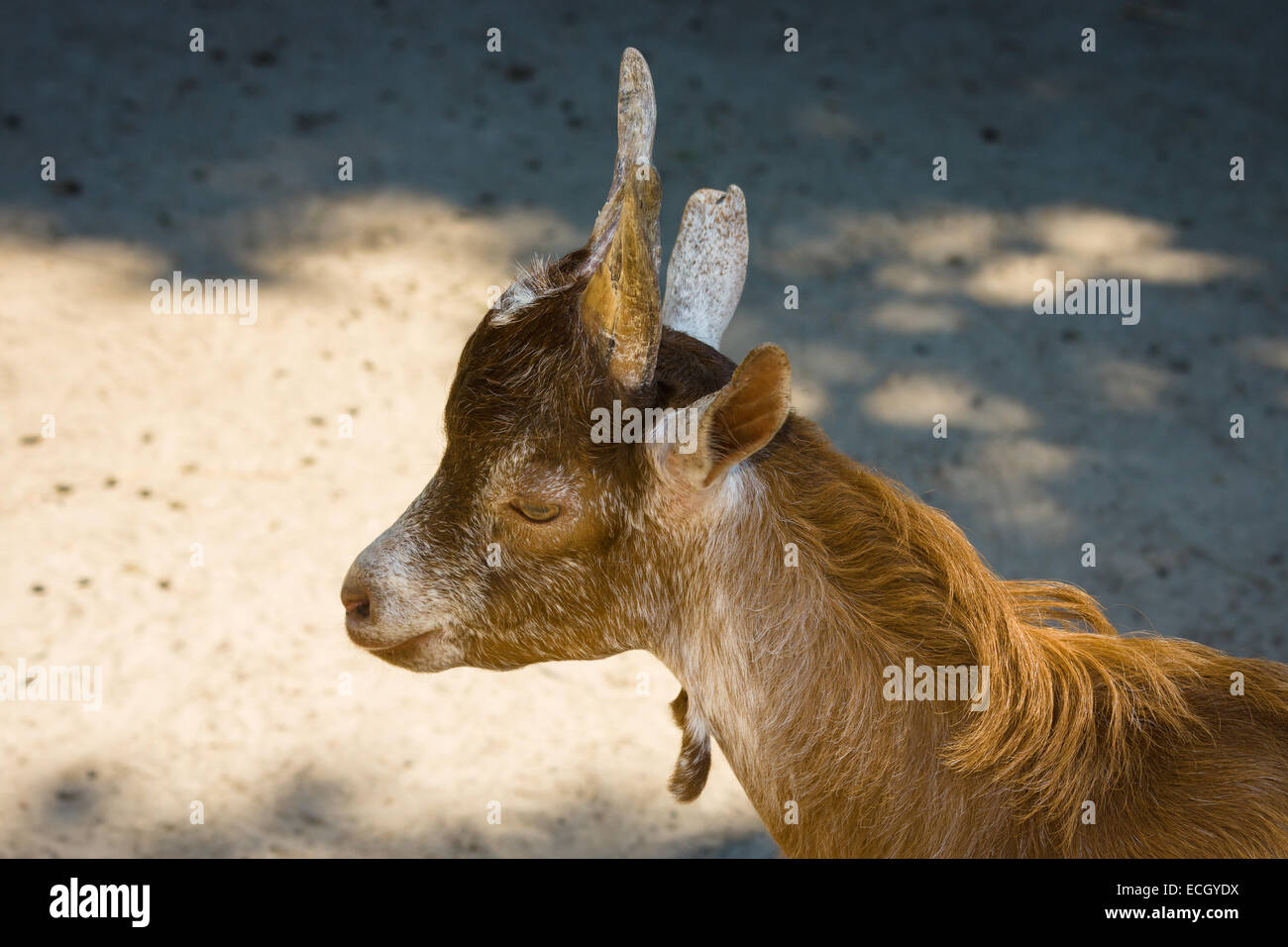 Goat head close-up Stock Photo - Alamy