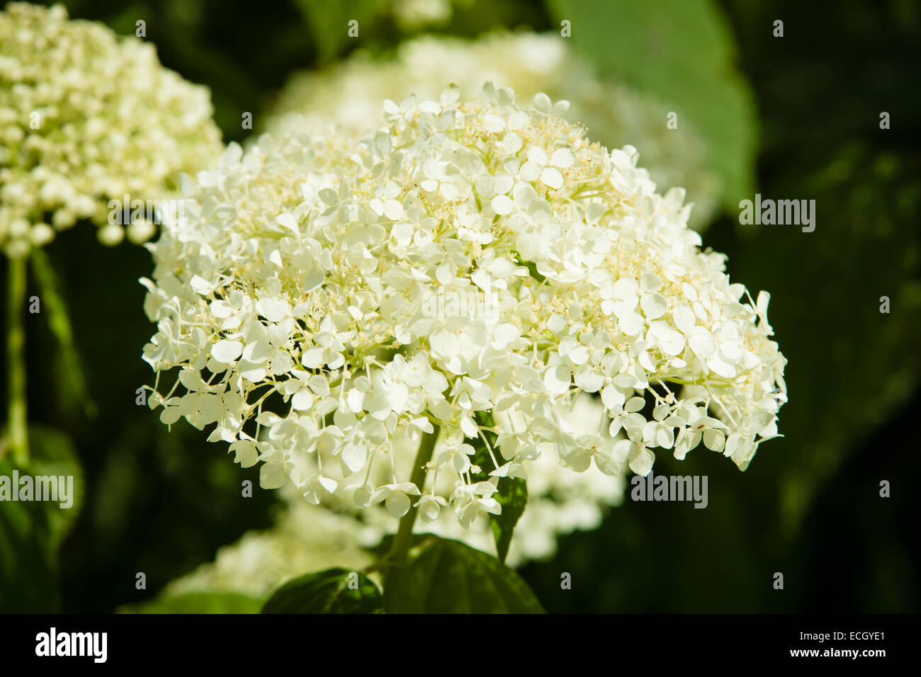 Blooming Hydrangea arborescens Stock Photo - Alamy