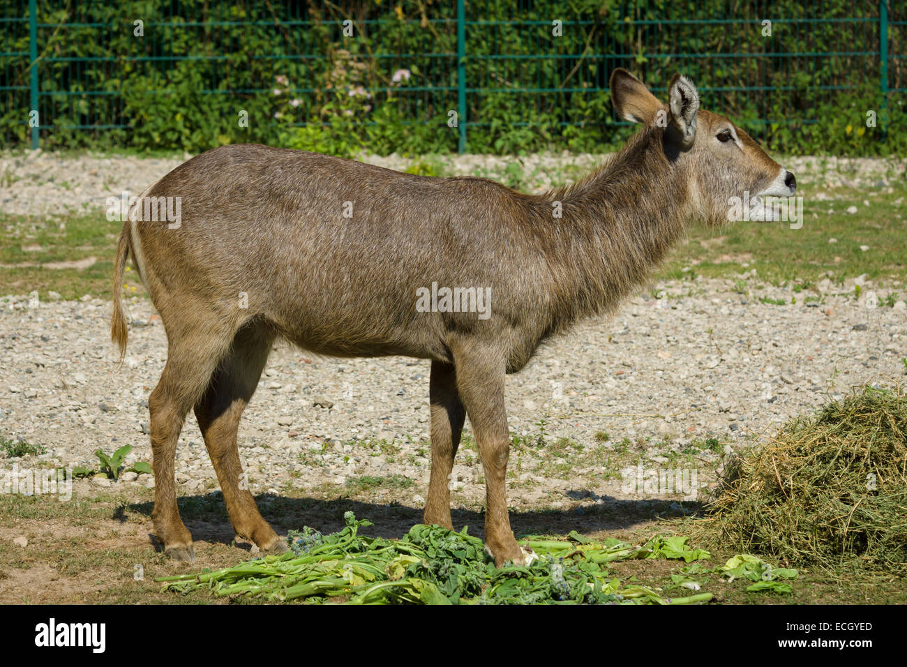 Female waterbuck (Kobus ellipsiprymnus Stock Photo - Alamy