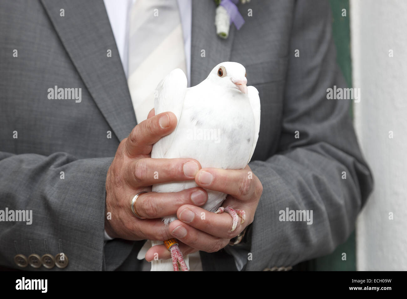 man holding white pigeon Stock Photo - Alamy