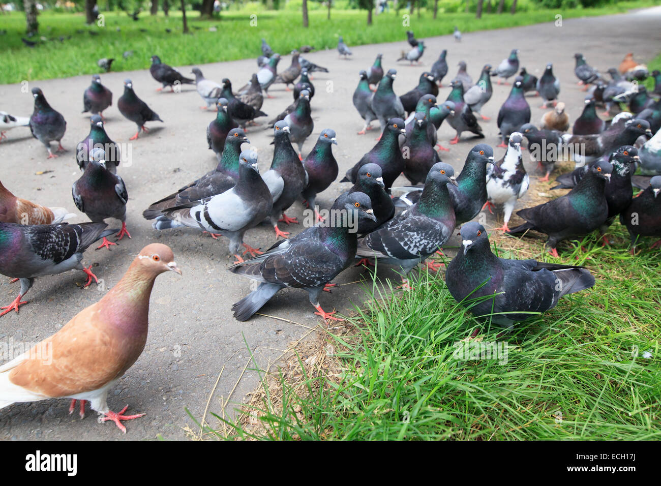 flock of pigeons Stock Photo - Alamy