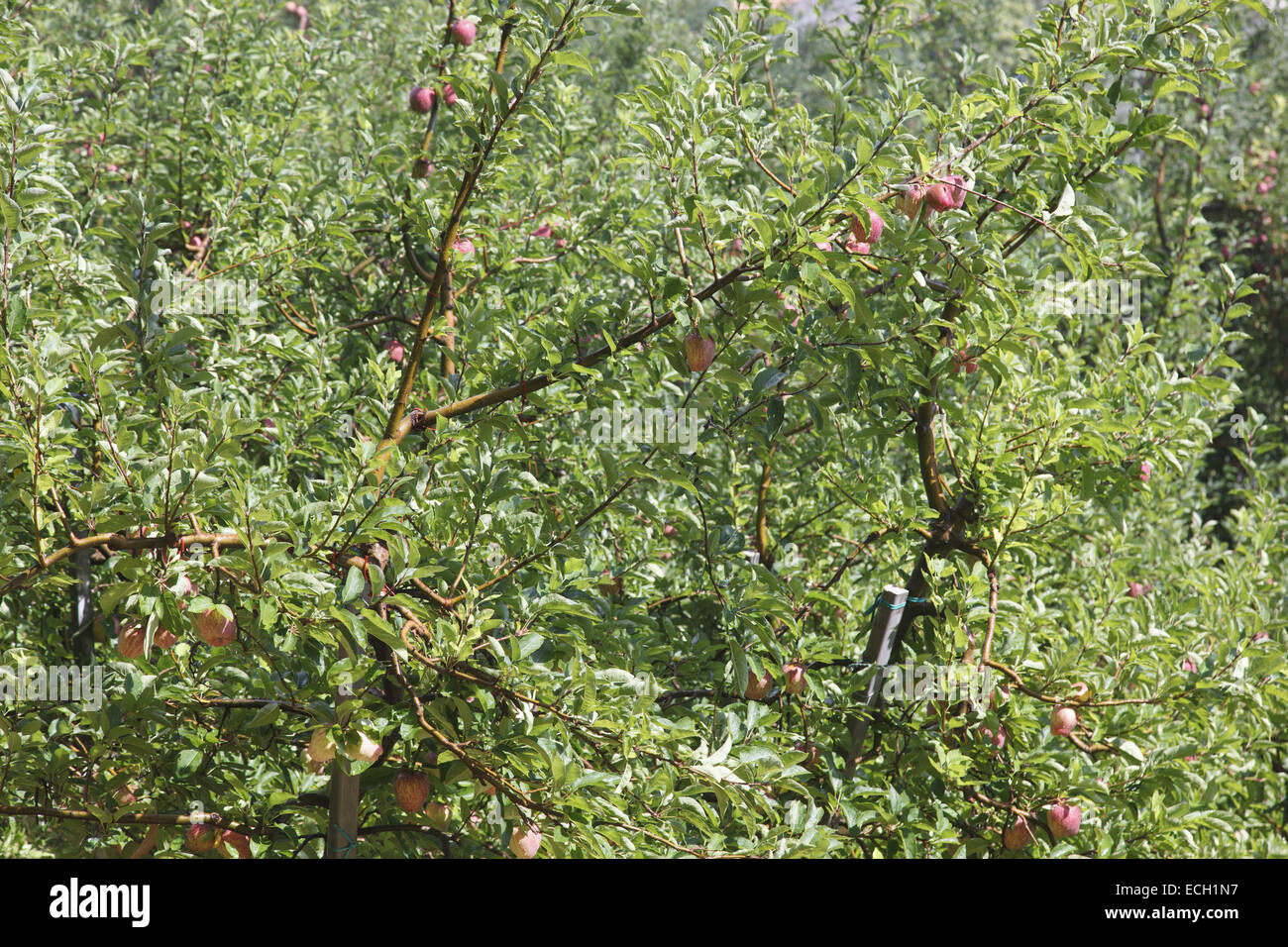 apple trees at Marling Waal river path Stock Photo - Alamy