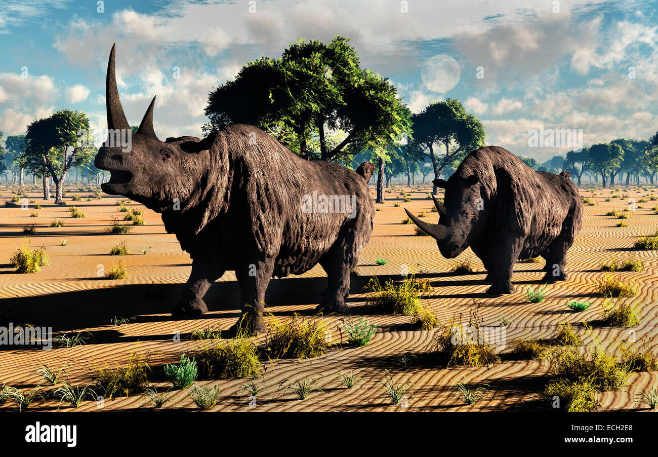 A Pair Of Woolly Rhinoceros.(Coelodonta antiquitatis Stock Photo - Alamy