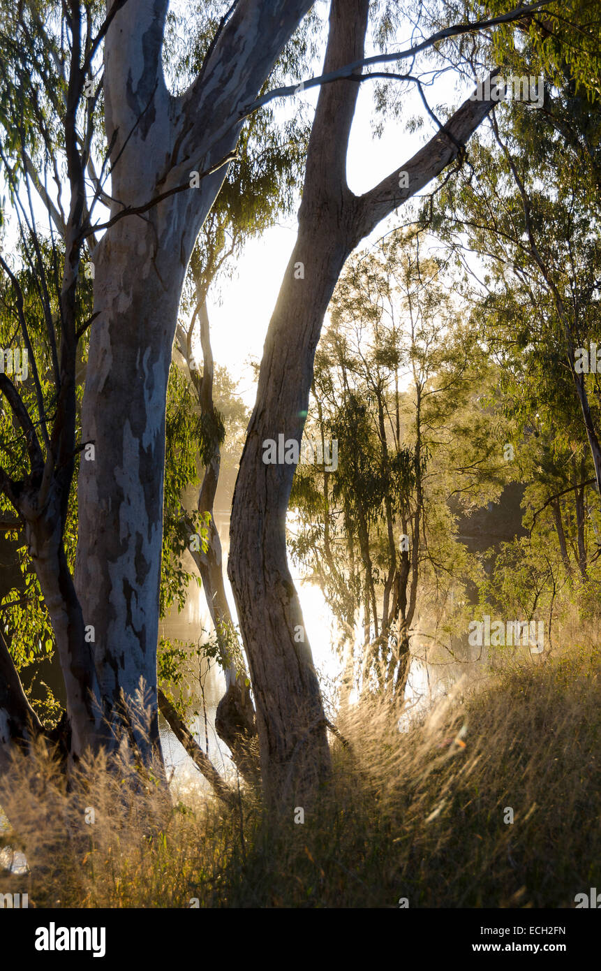 Gum trees, eucalyptus, Goondiwindi, Queensland, Australia Stock Photo ...