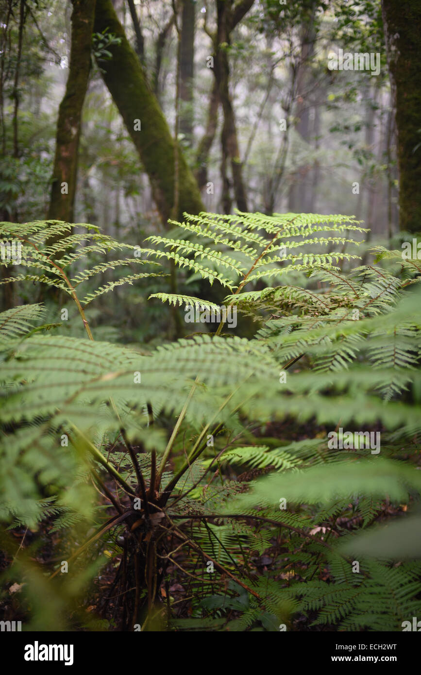 Monilophytes High Resolution Stock Photography and Images - Alamy