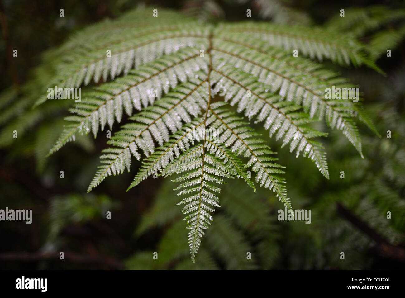 Ferns on the slope of Mount Gede, Gede Pangrango National Park Stock ...