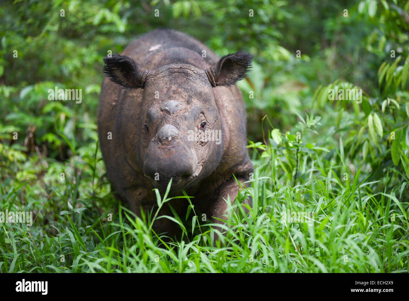 Sumatran Rhinoceros High Resolution Stock Photography and Images - Alamy