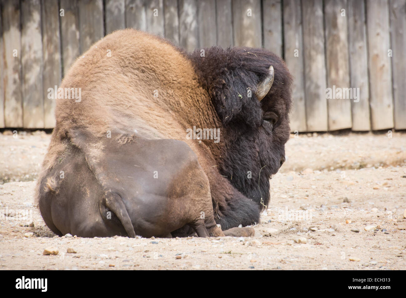 American bison (Bison bison). Rear view Stock Photo - Alamy