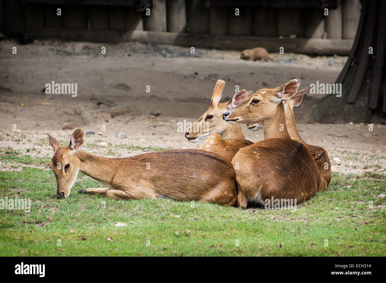 Elds deer or brown antlered deer hi-res stock photography and images ...