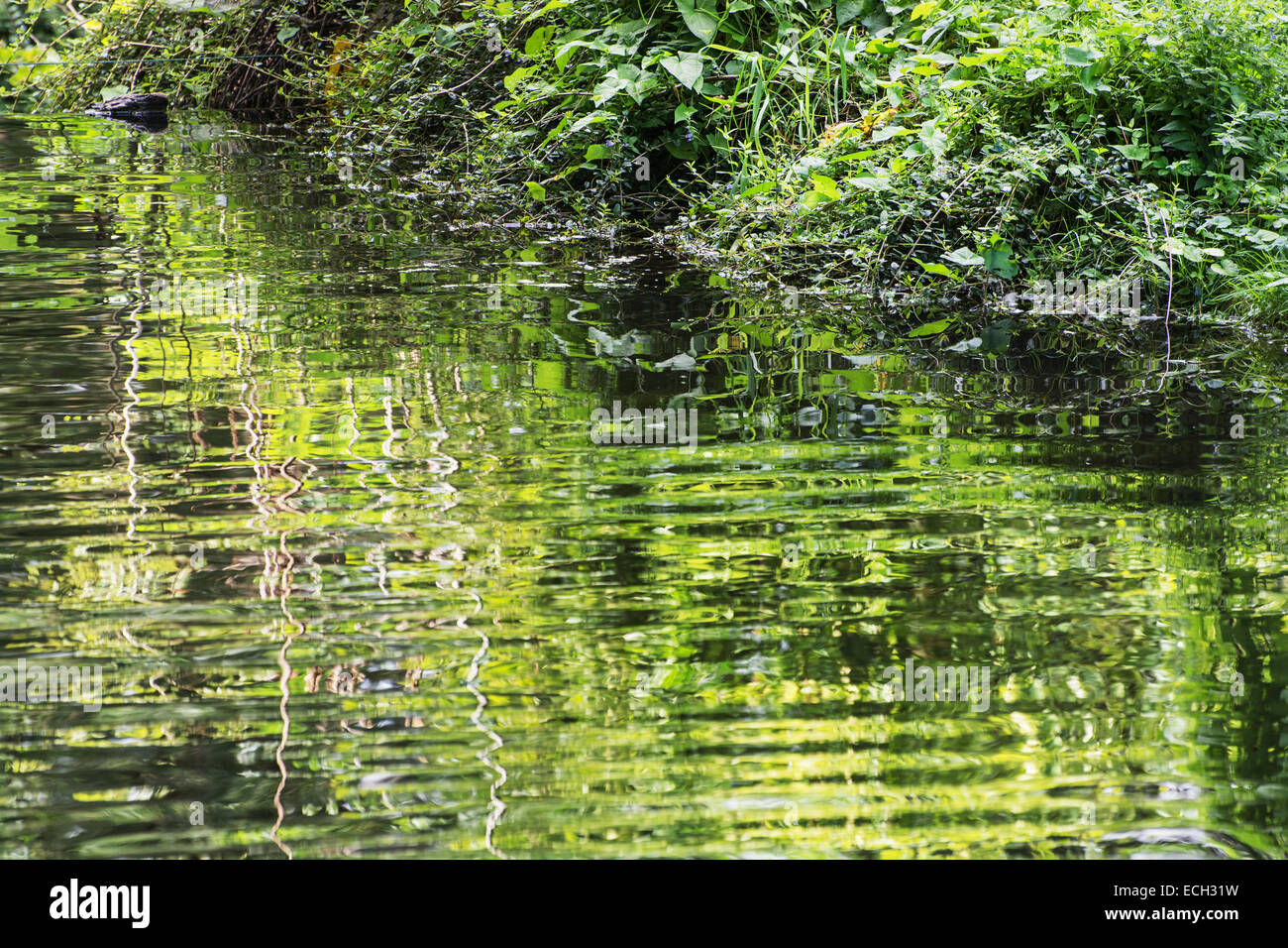 Greenery is reflected in water. Natural theme Stock Photo - Alamy